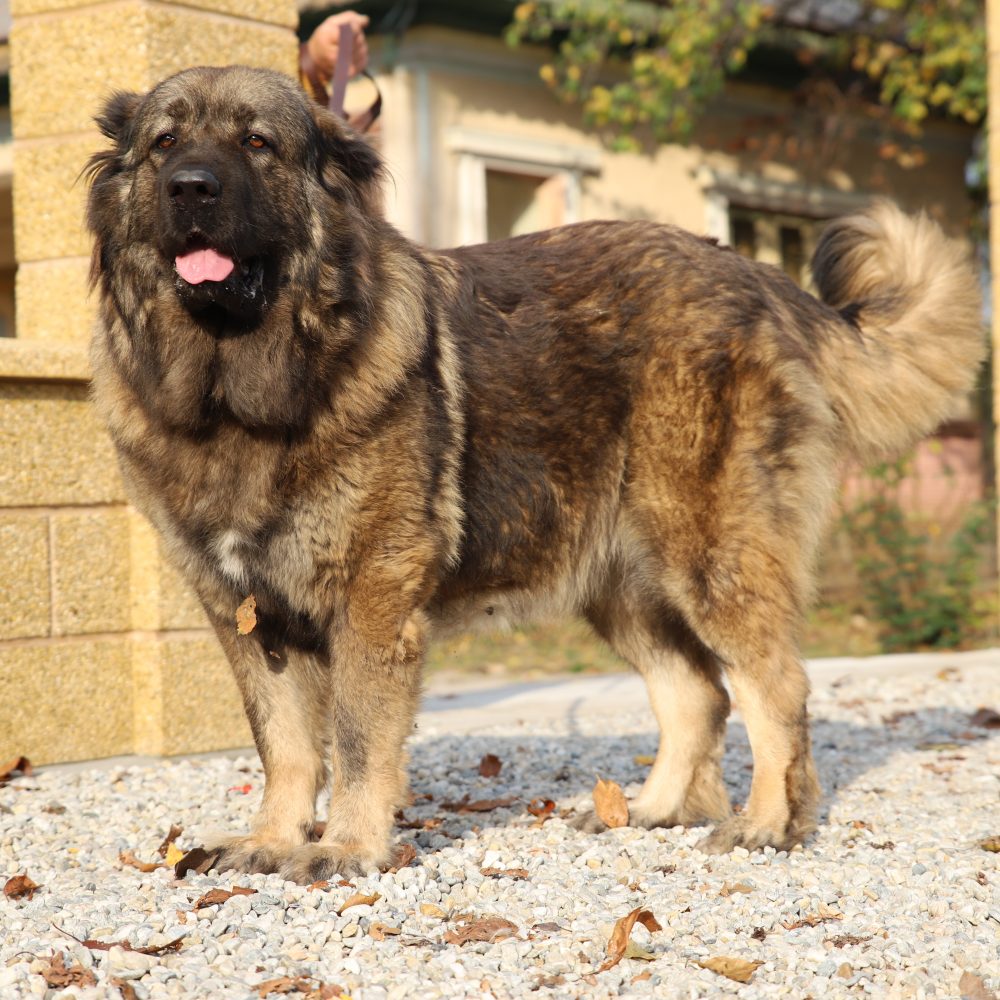 Caucasian Shepherd–Champion Puppies–For Sale–See the Price
