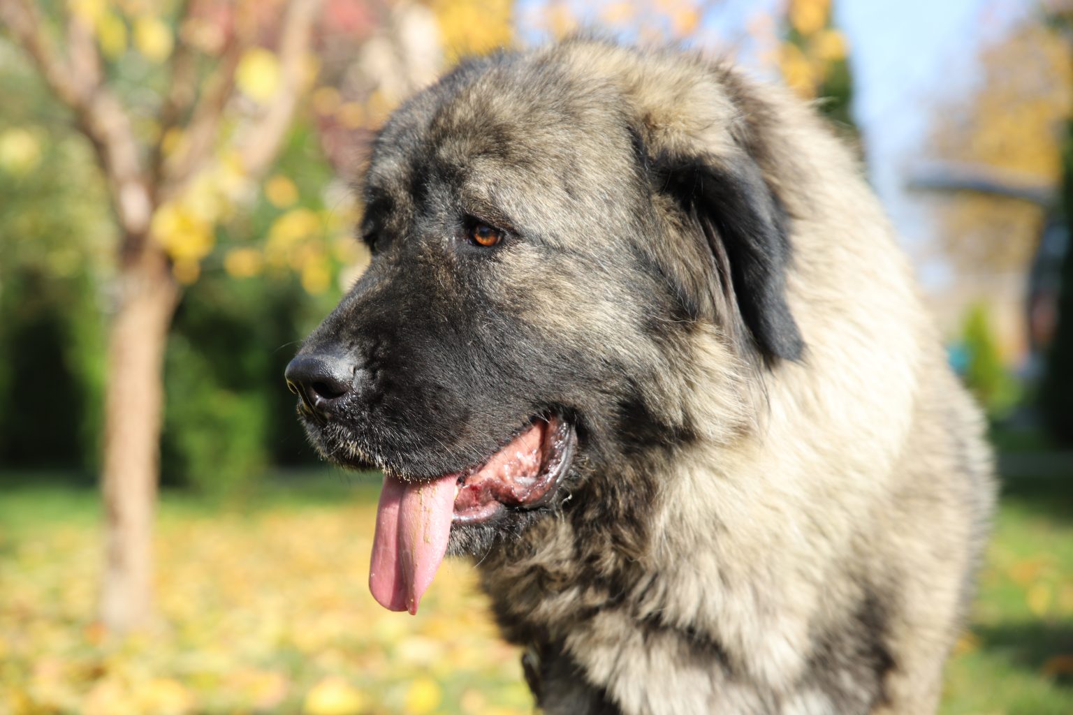Female - Caucasian Shepherd - Champion - Shiba - Titans Family