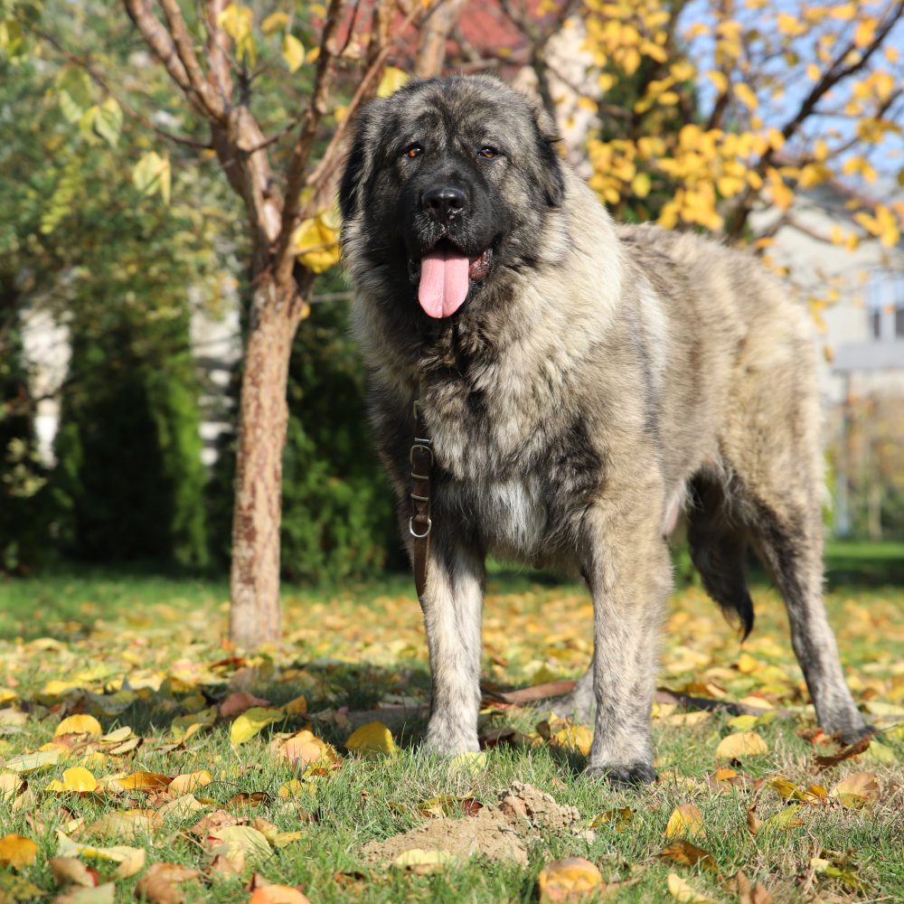 Caucasian Shepherd Bite Vs Other Animals: Who Bites Harder?