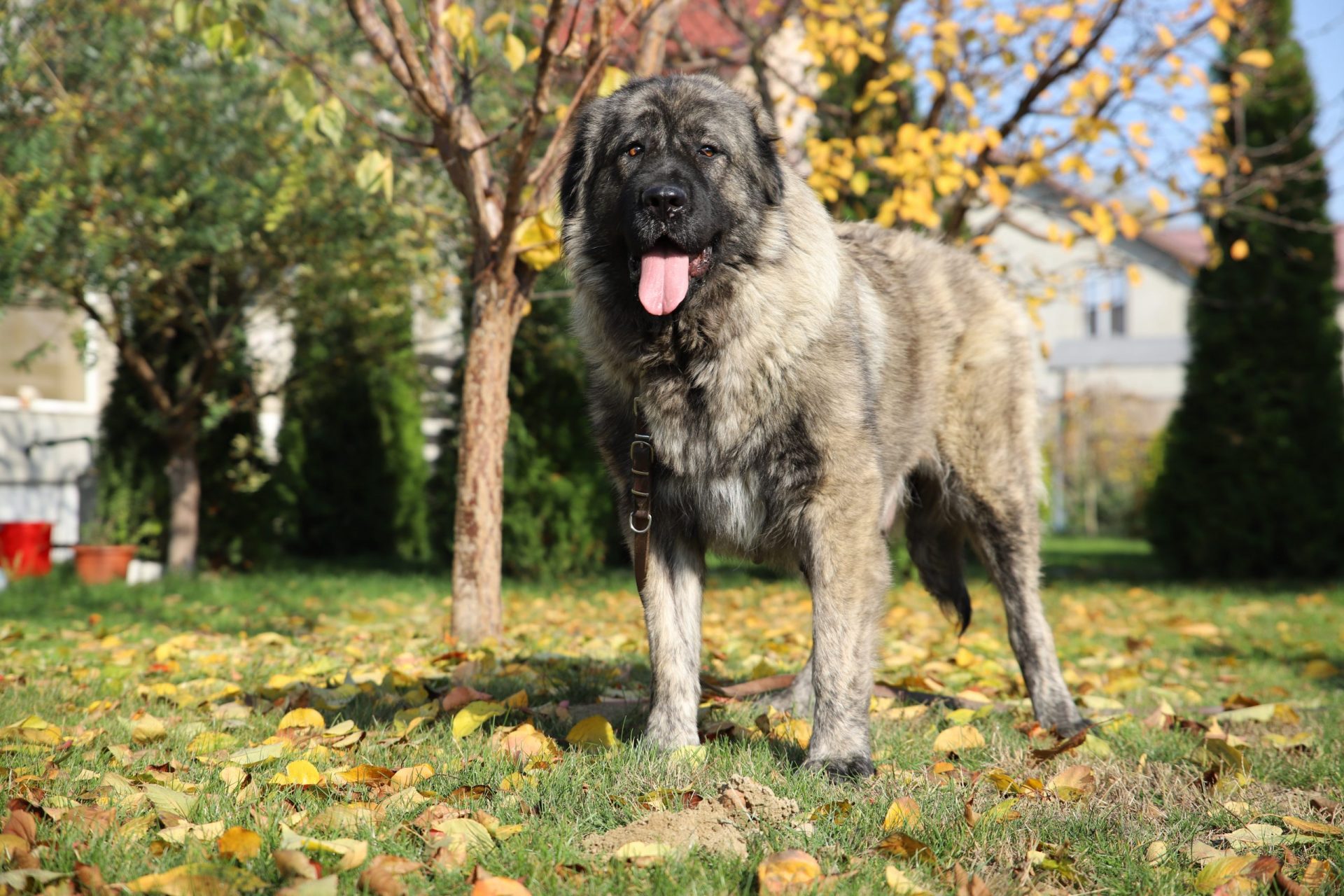 Female - Caucasian Shepherd - Champion - Shiba - Titans Family