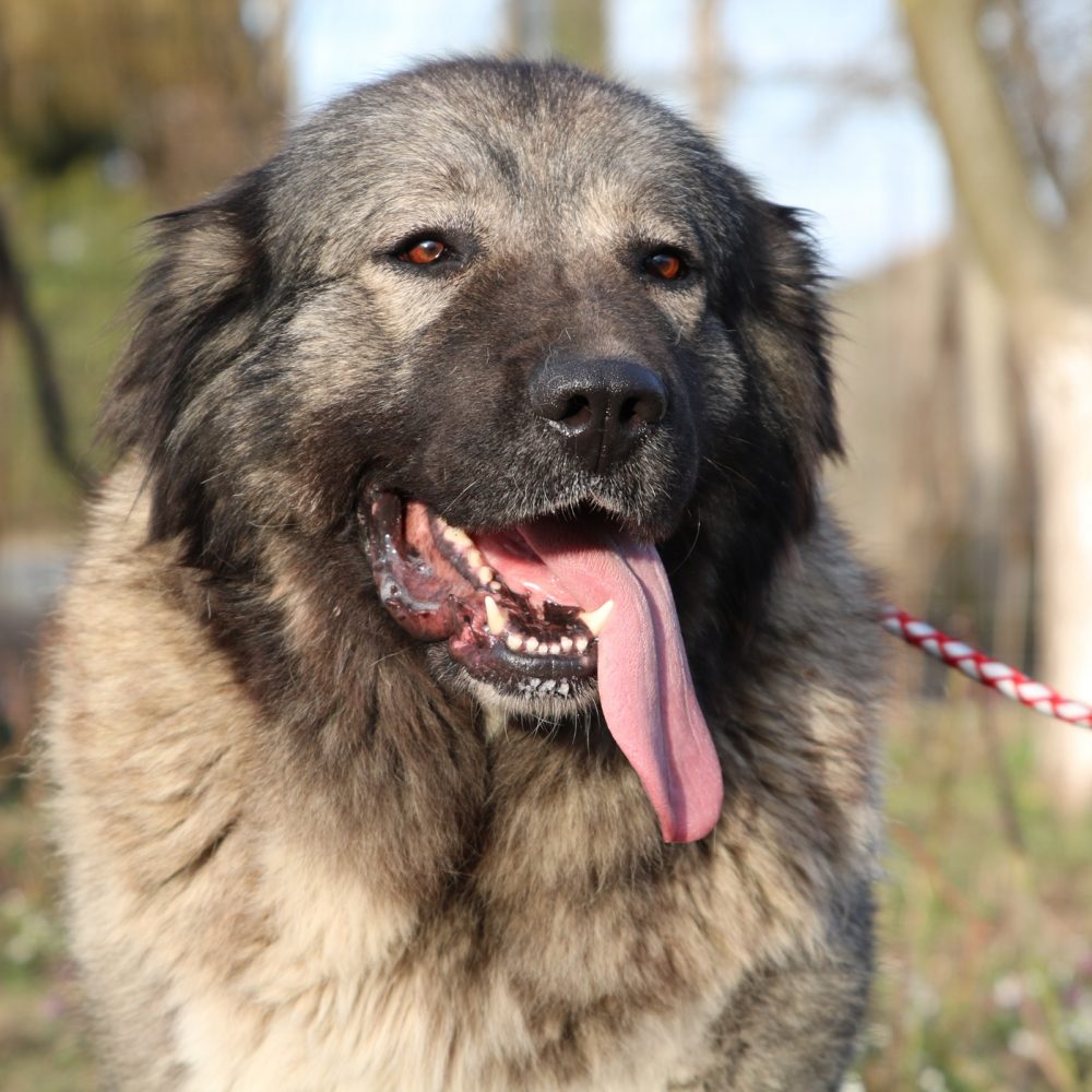 Pedigree Dogs - Caucasian Shepherd - Champions - Titans Family