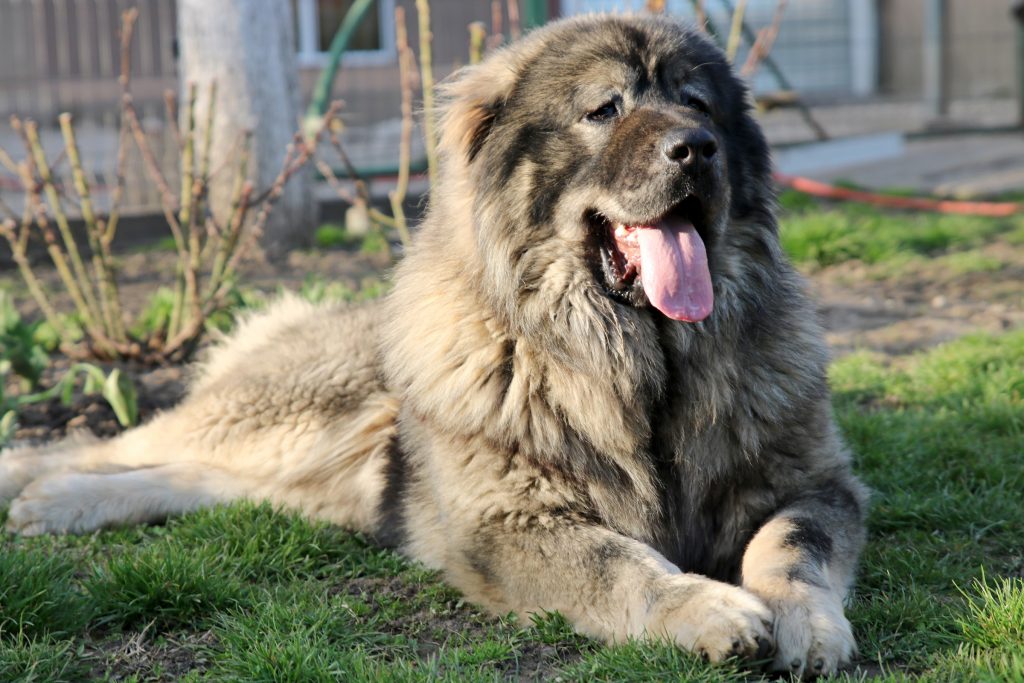 Pedigree Dog - Ken - Caucasian Shepherd - Male Champion
