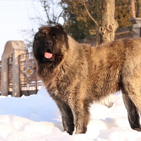Caucasian Shepherd–Champion Puppies–For Sale–See the Price