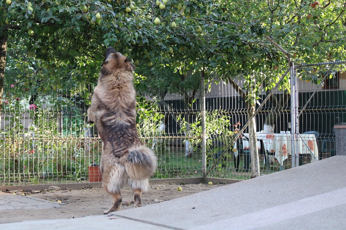 How to feed a Caucasian Shepherd - Blog – Titans Family