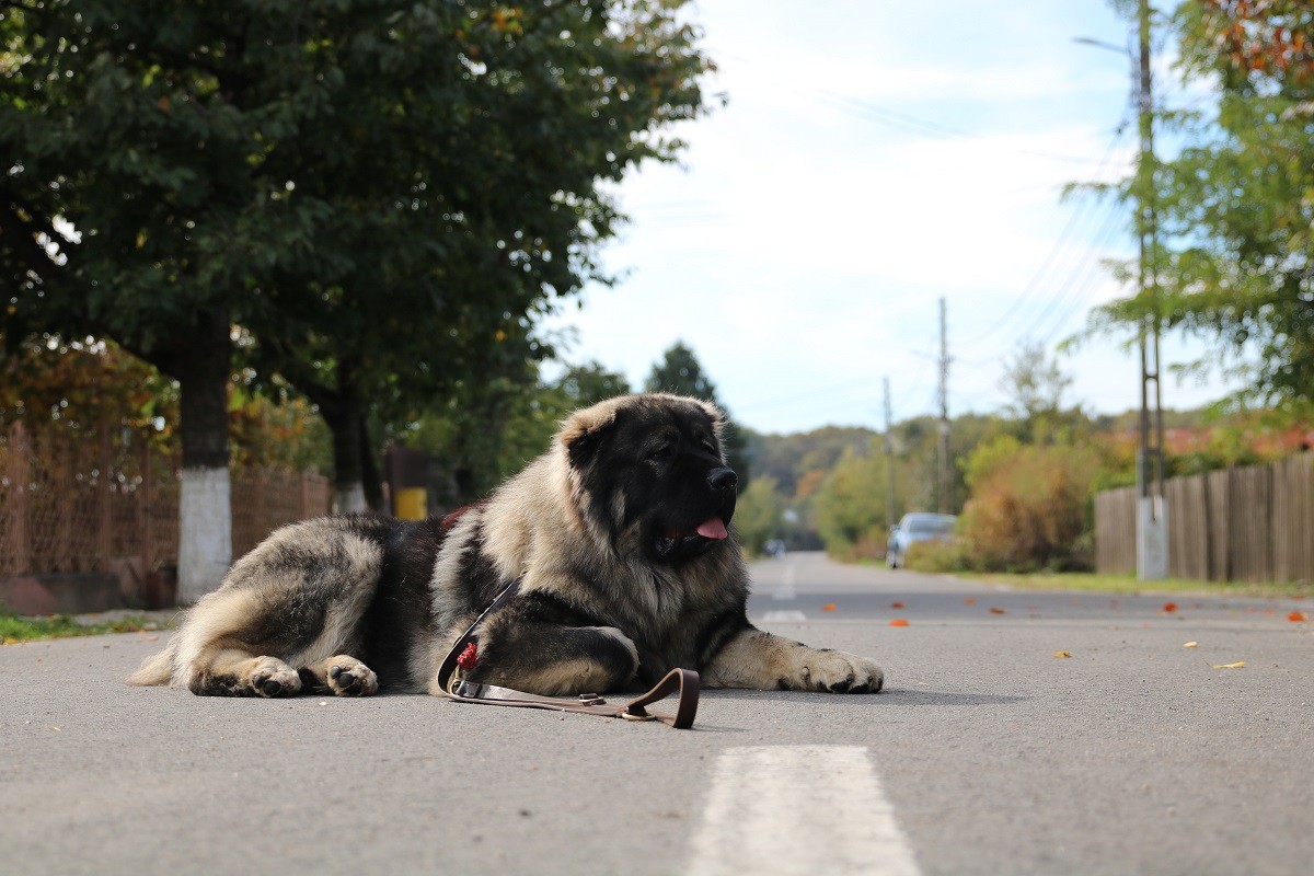 Caucasian Shepherd Dogs and avocado - Blog – Titans Family