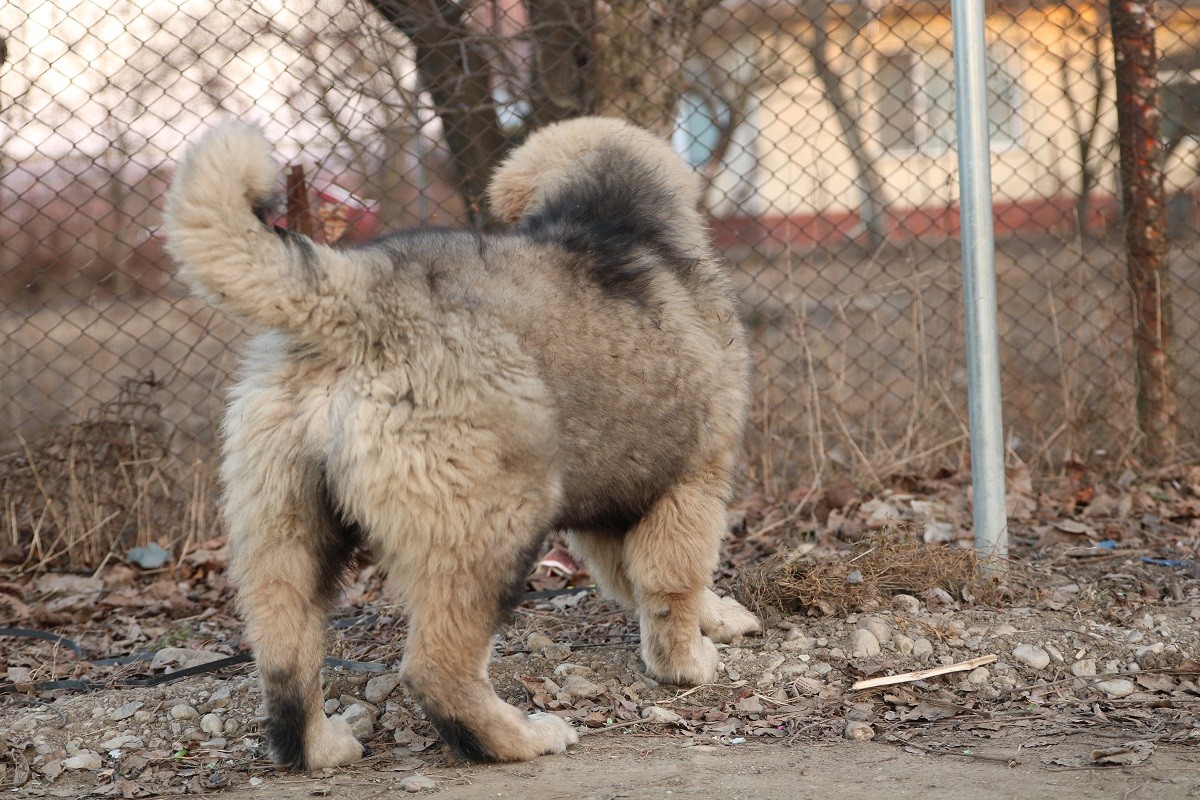 The trash, dogs' preffered place - Blog – Titans Family