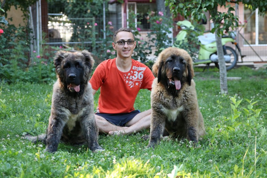 Caucasian Shepherd Mean