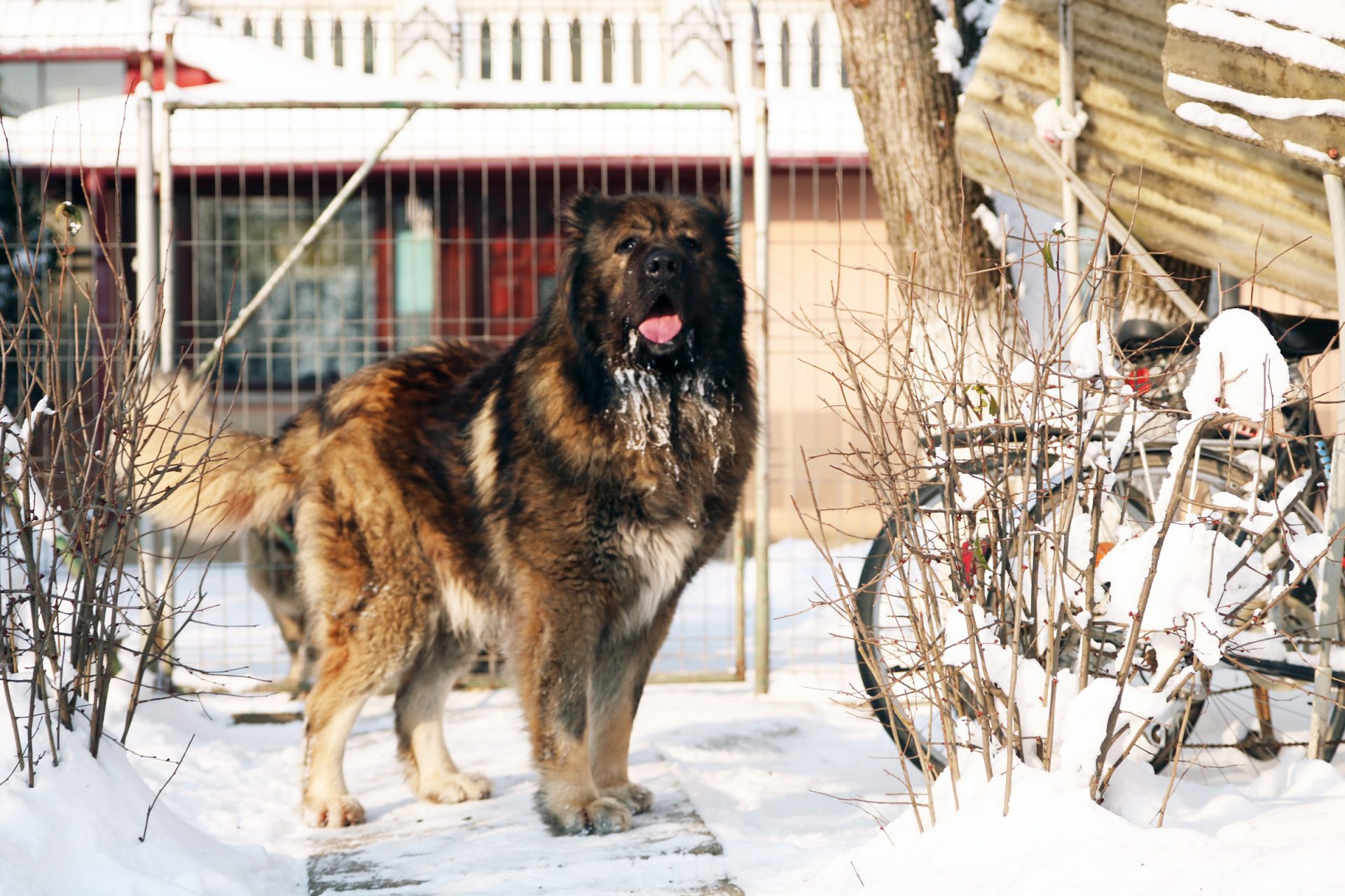 Aggressive or protective – The Caucasian Shepherd Guard Dog