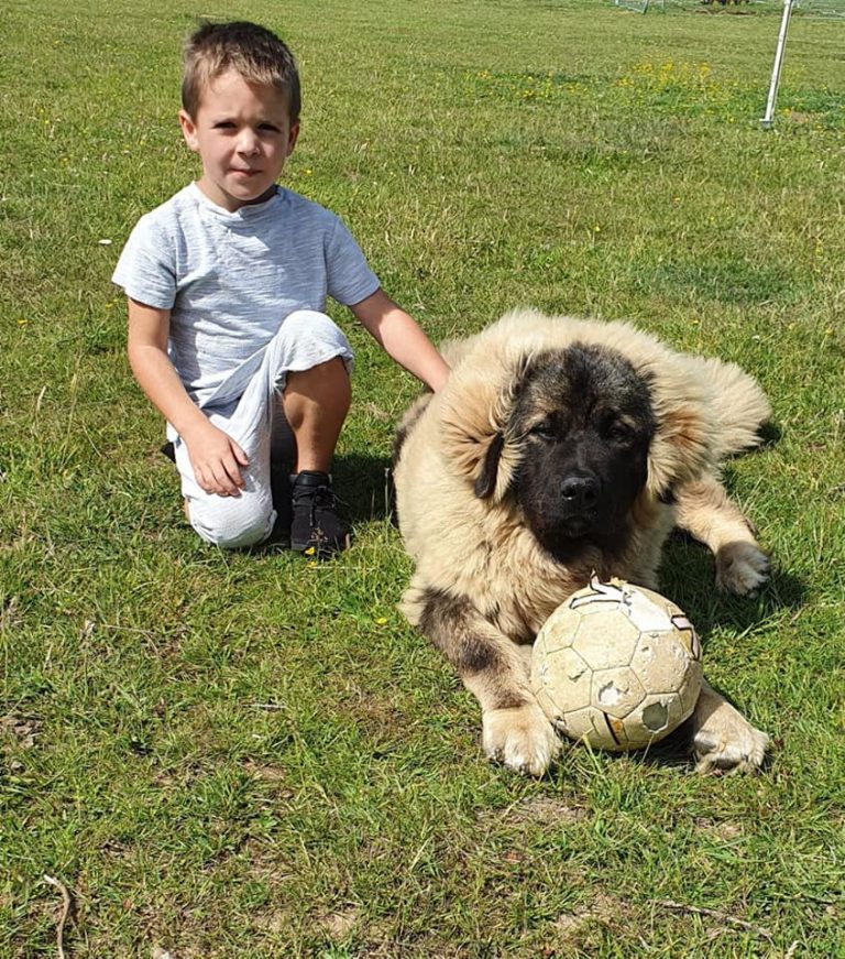 Caucasian Mountain Dogs – The Personality of the Caucasian Ovcharka