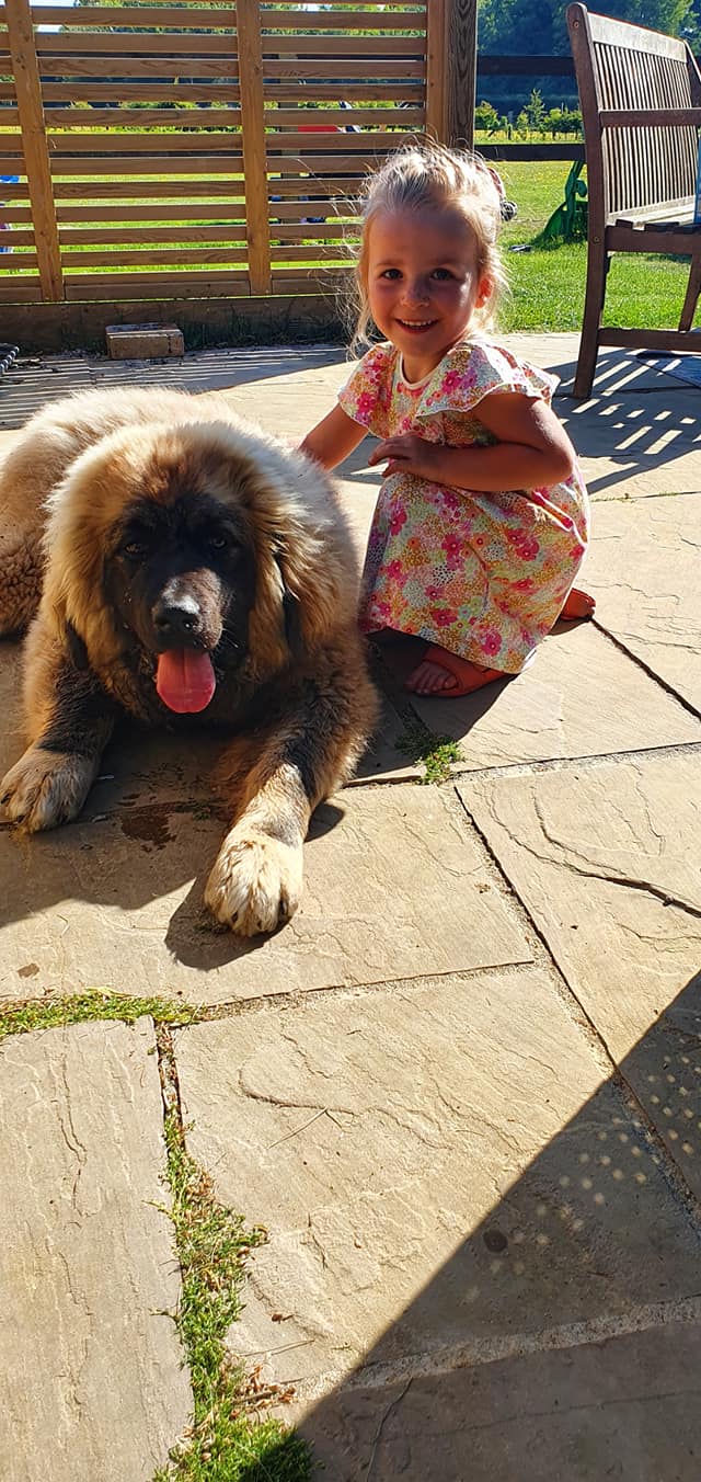 Caucasian Mountain Dogs – The Personality of the Caucasian Ovcharka