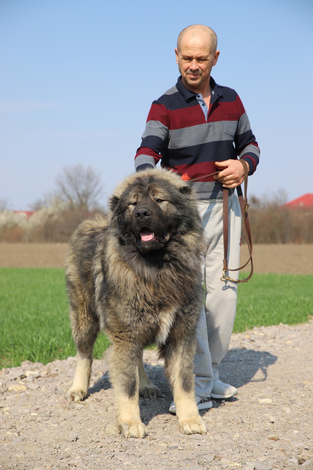Should I own a Caucasian Shepherd dog? – Titans Family