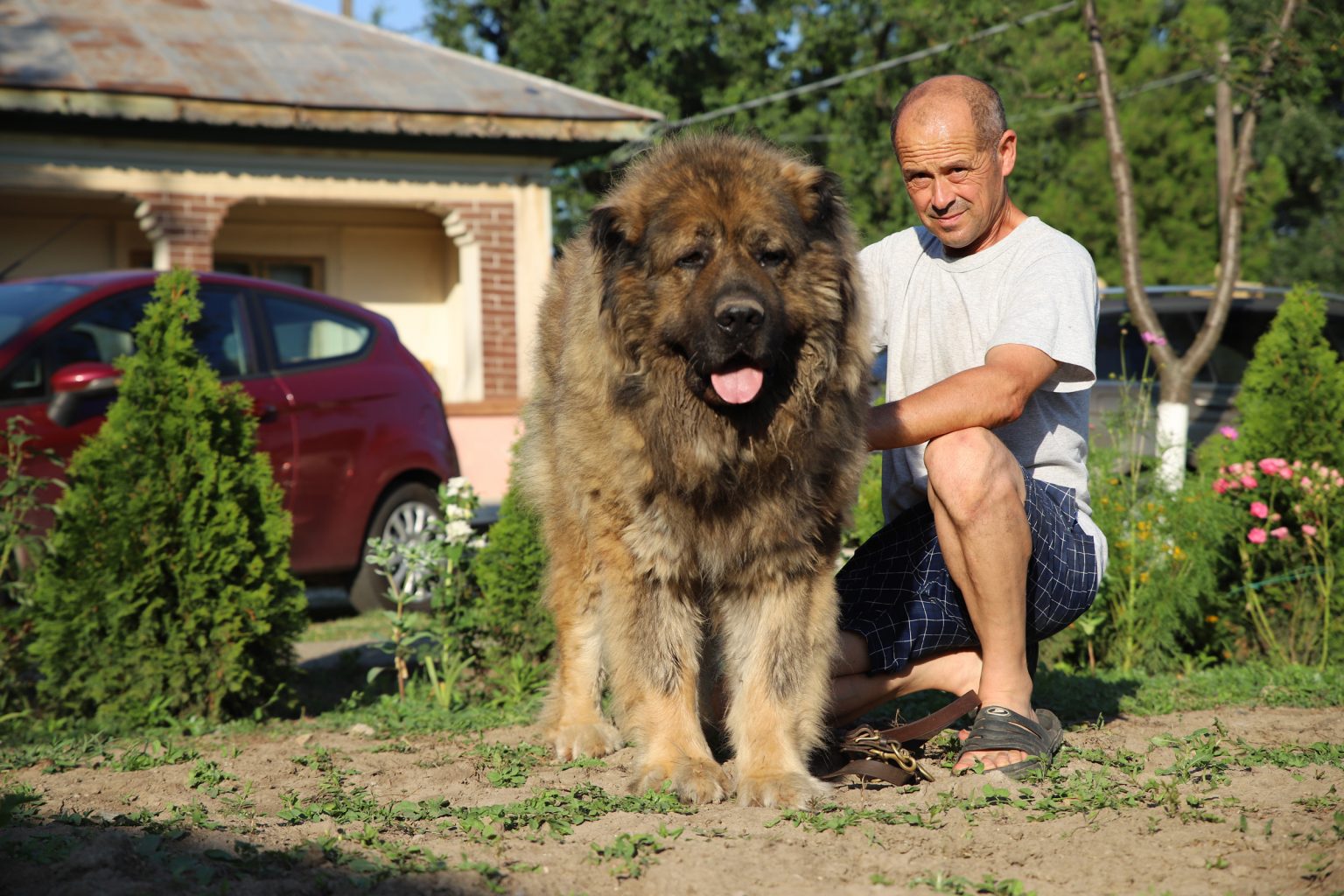 Caucasian Mountain Dogs – The Personality of the Caucasian Ovcharka