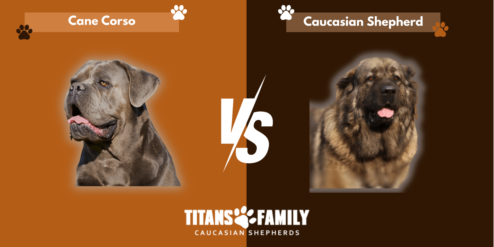 The Ideal Watchdog: Cane Corso vs. Caucasian Shepherd
